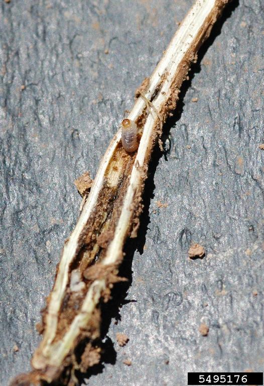 clover root curculio (Sitona hispidulus (Fabricius, 1776))