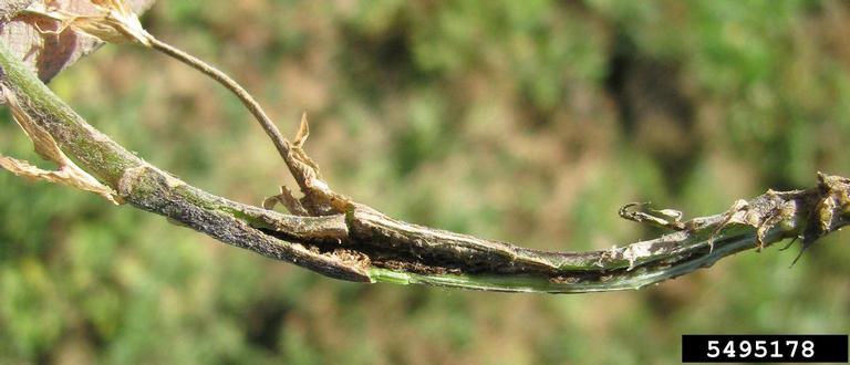 clover root curculio (Sitona hispidulus)