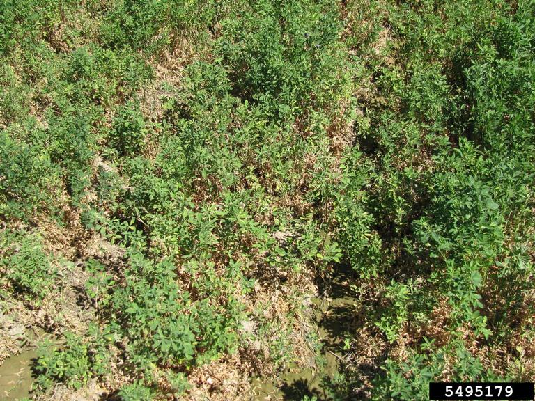 clover root curculio (Sitona hispidulus (Fabricius, 1776))