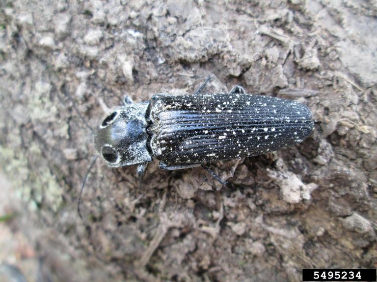 eyed click beetle (Alaus oculatus)