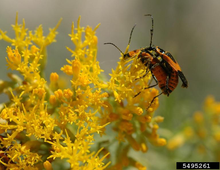 solider beetles (Family Cantharidae)