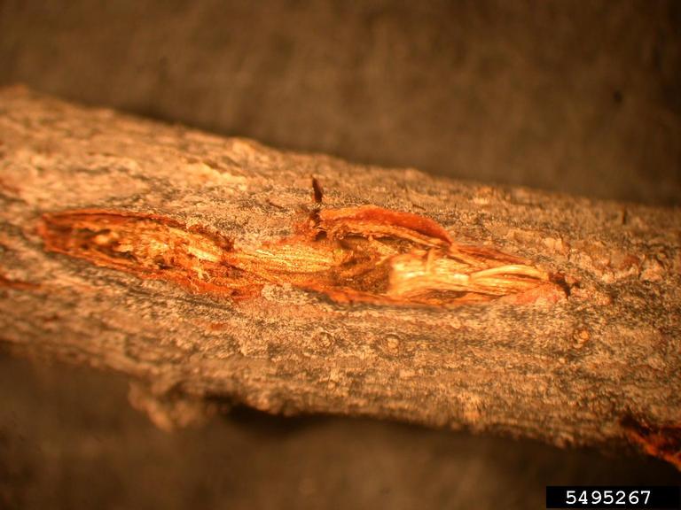 cicadas (Family Cicadidae)