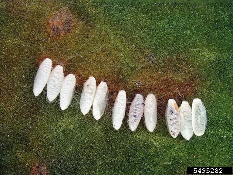 Anthomyiid fly (Family Anthomyiidae)