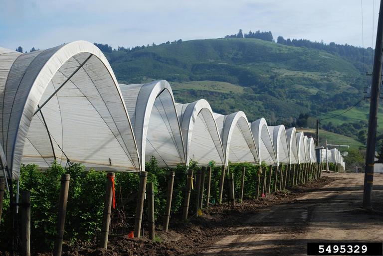 American red raspberry (Rubus strigosus)