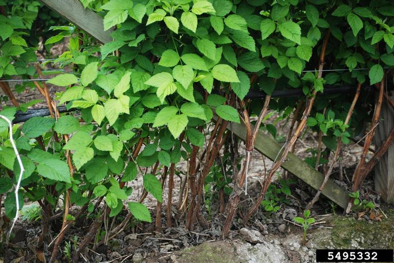 American red raspberry (Rubus strigosus)