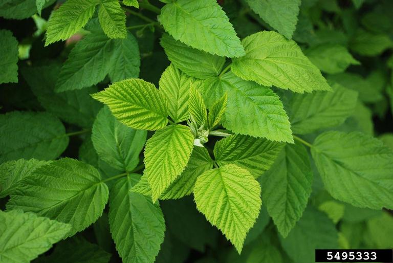 American red raspberry, Rubus strigosus (Rosales: Rosaceae) - 5495333
