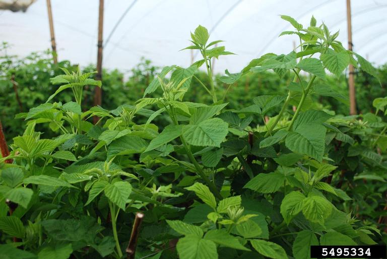 American red raspberry (Rubus strigosus)