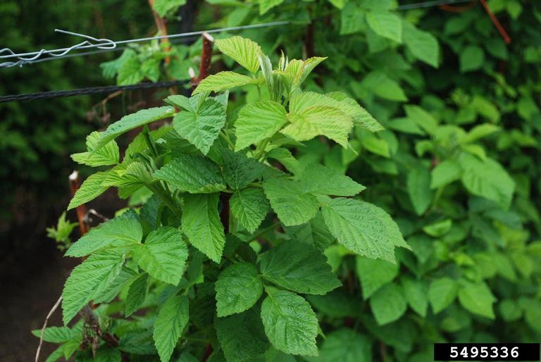 grayleaf red raspberry (Rubus idaeus ssp. strigosus (Michx.) Focke)