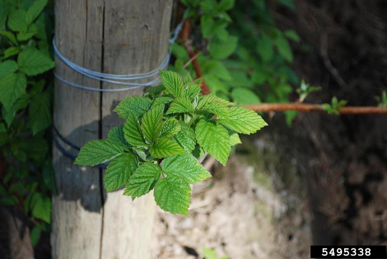 Rubus strigosus Michx. (Synonym for Rubus idaeus ssp. strigosus (Michx ...