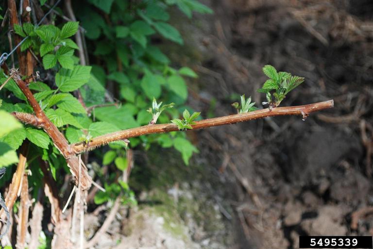 American red raspberry (Rubus strigosus)