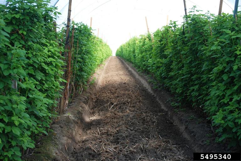 grayleaf red raspberry (Rubus idaeus ssp. strigosus (Michx.) Focke)