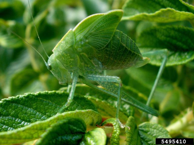 broadwinged katydid (Microcentrum rhombifolium (Saussure, 1859))