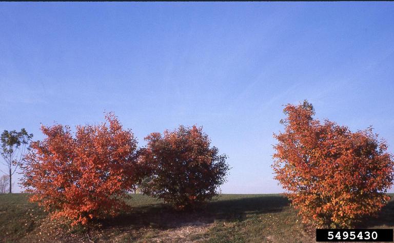 serviceberry (Amelanchier arborea Michx. f.)