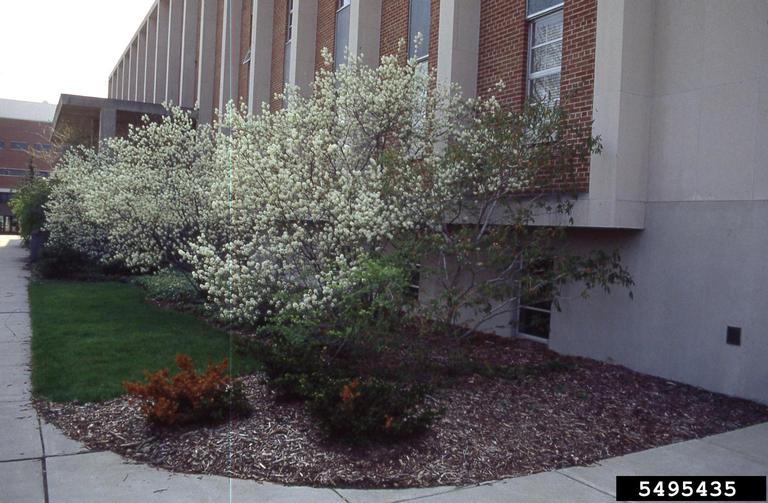 apple serviceberry (Amelanchier x grandiflora)