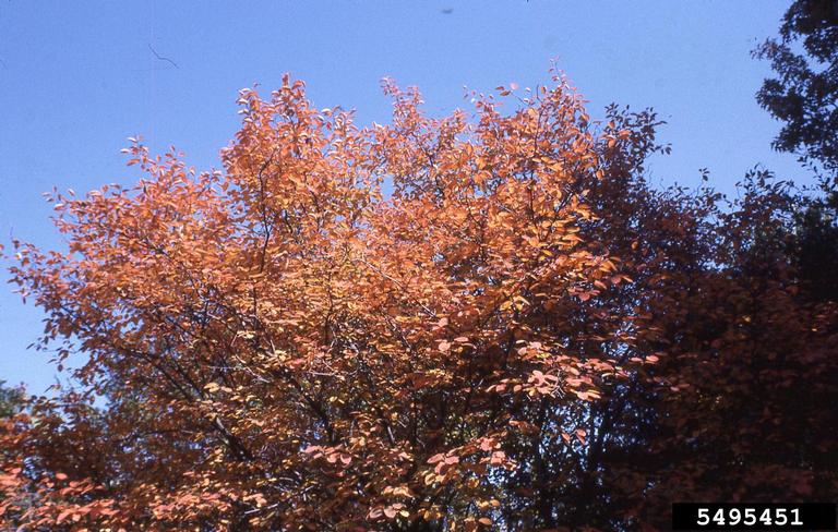 serviceberry (Amelanchier arborea Michx. f.)