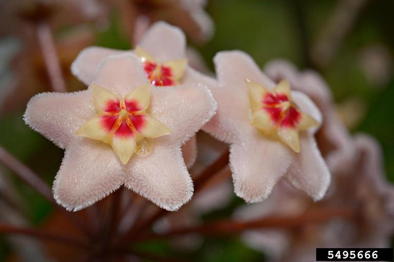 hoya (Genus Hoya)