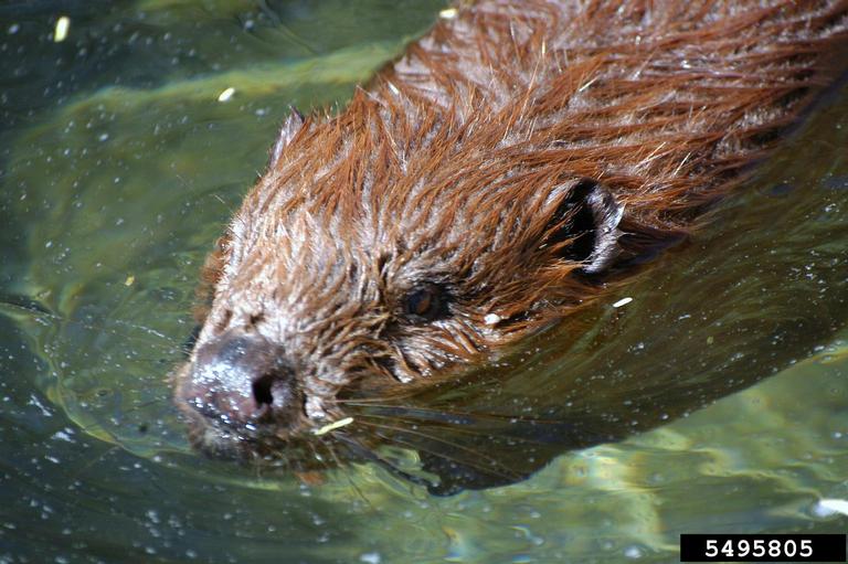 American beaver (Castor canadensis)