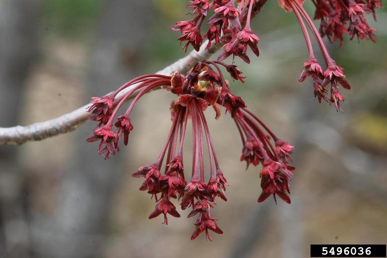 red maple (Acer rubrum)