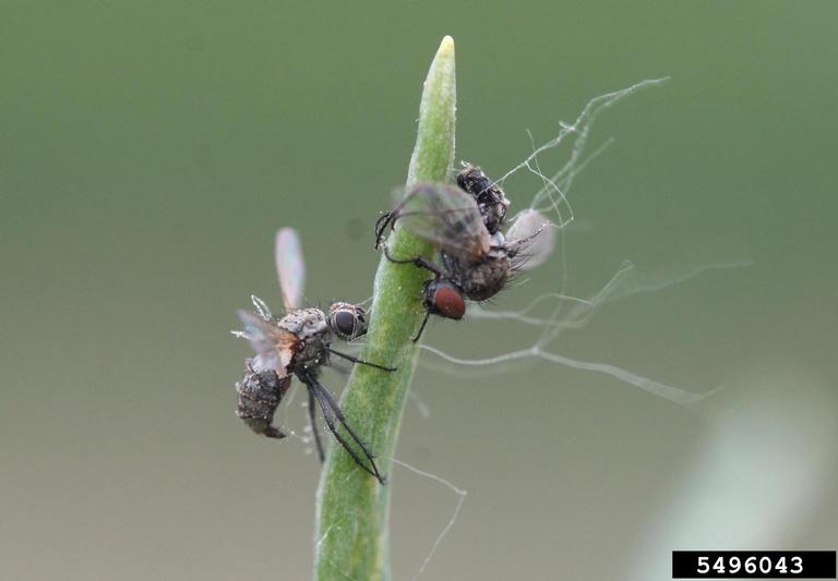entomophagus fungi (Entomophthora muscae (Cohn) Fresen)