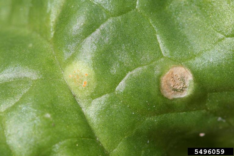 white rust (Albugo occidentalis G.W. Wilson)