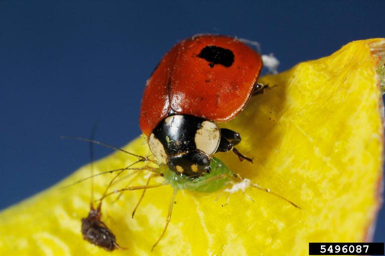 two-spotted lady beetle (Adalia bipunctata)