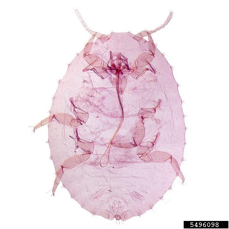 mealybug (Dysmicoccus lepelleyi (Betrem))