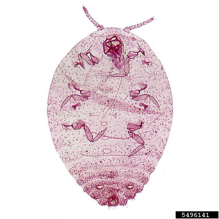 mealybug (Hypogeococcus pungens Granara de Willink)