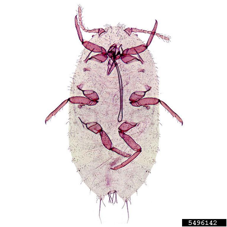 pink hibiscus mealybug (Maconellicoccus hirsutus (Green))