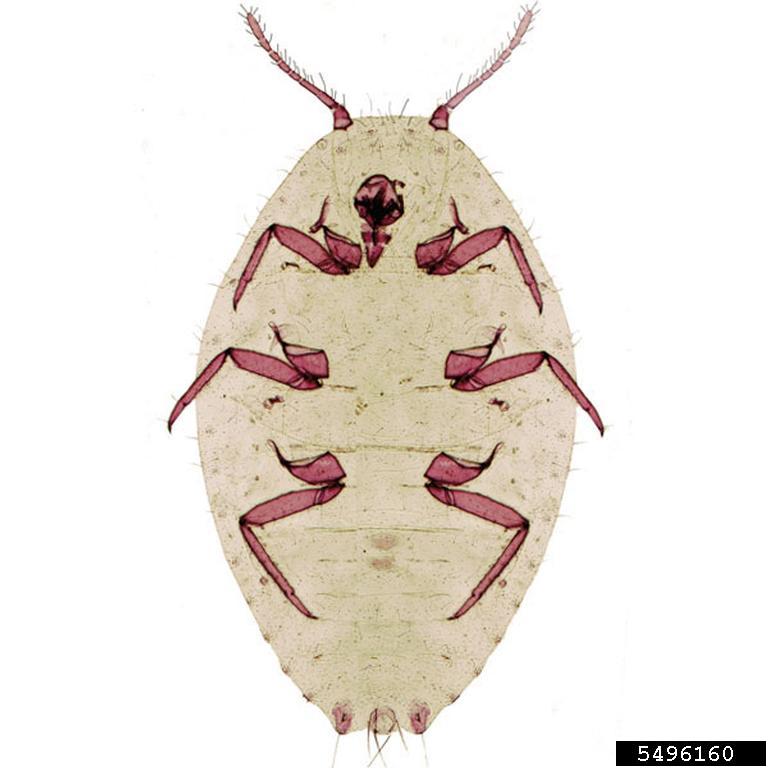 citriculus mealybug (Pseudococcus cryptus)