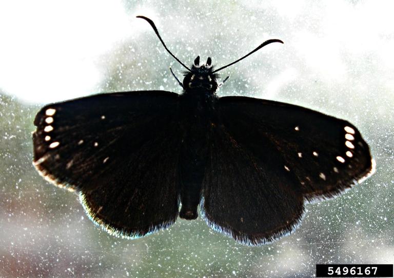 common sootywing (Pholisora catullus (Fabricius))