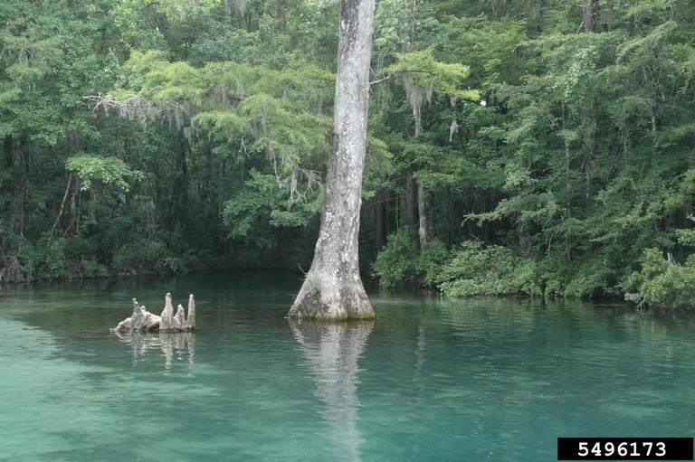 freshwater springs
