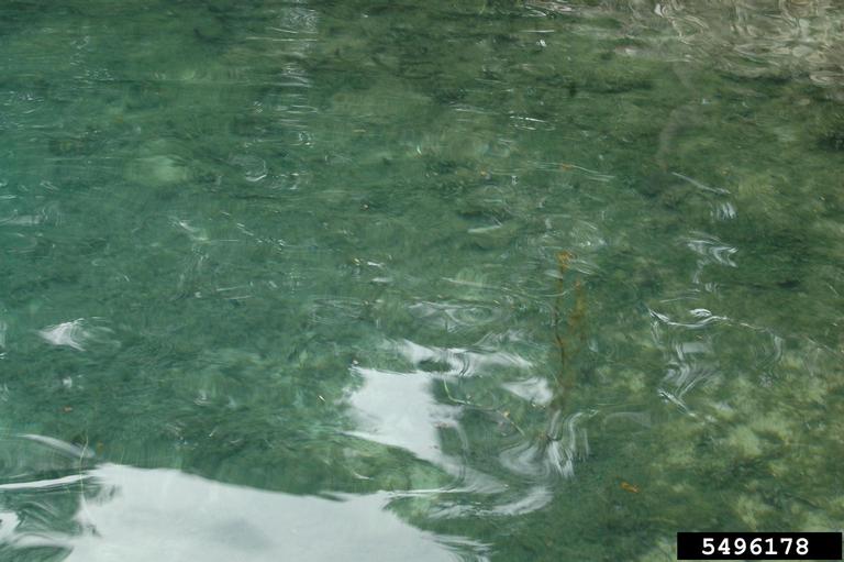 freshwater springs