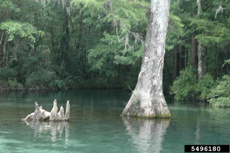 freshwater springs