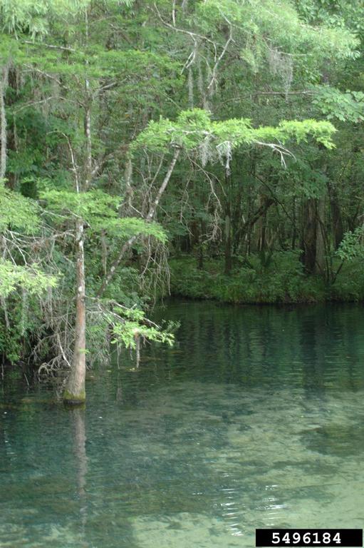 freshwater springs