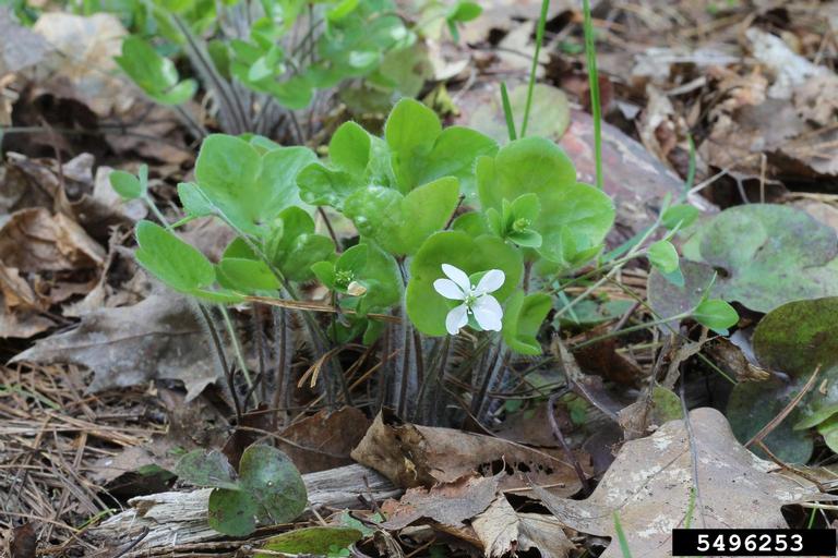 round-lobed hepatica (Hepatica nobilis var. obtusa (Pursh) Steyerm.)