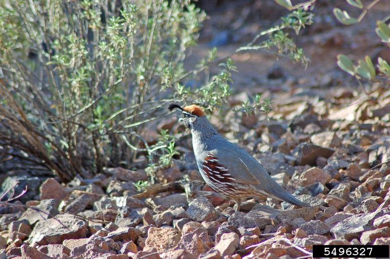 Gambel's quail, Callipepla gambelii (Galliformes: Odontophoridae) - 5496327