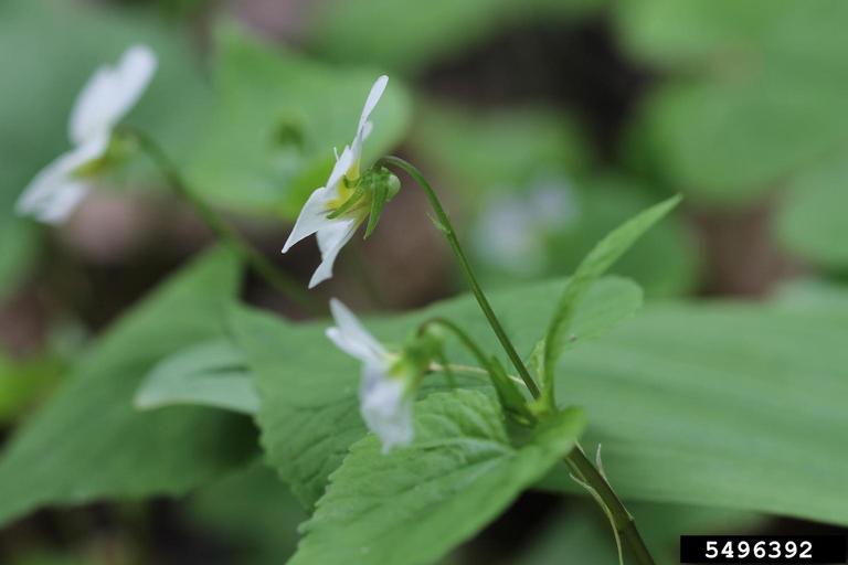 Canadian white violet (Viola canadensis L.)