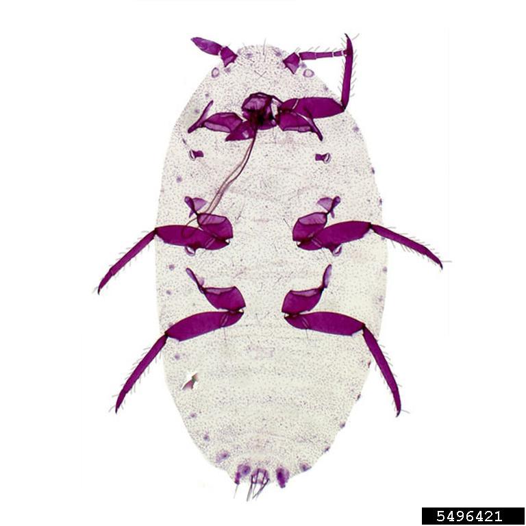 banana mealybug (Pseudococcus jackbeardsleyi Gimpel & Miller, 1996)