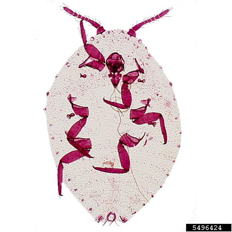 coffee mealybug (Planococcus lilacinus (Cockerell))