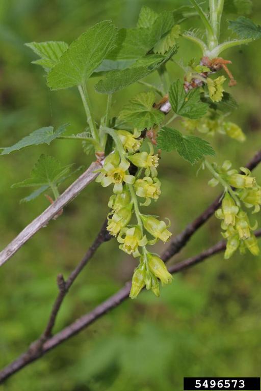 American black currant (Ribes americanum)