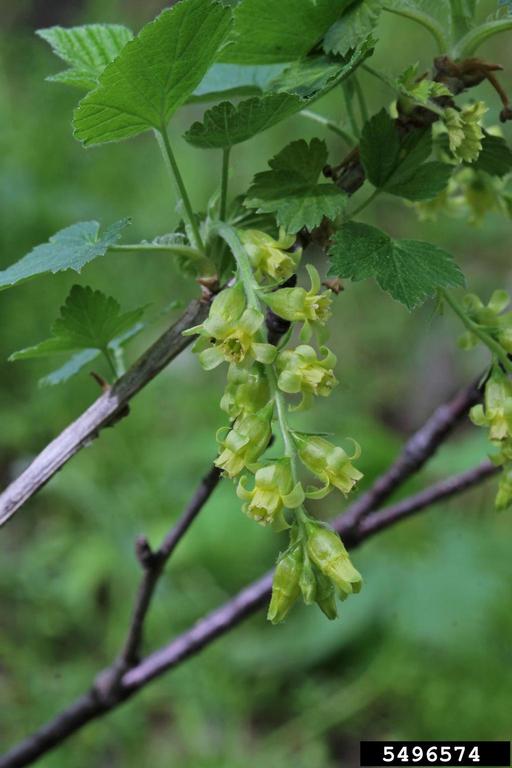 American black currant (Ribes americanum Mill.)