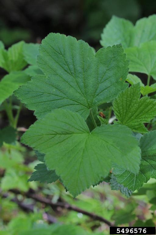 American black currant (Ribes americanum)