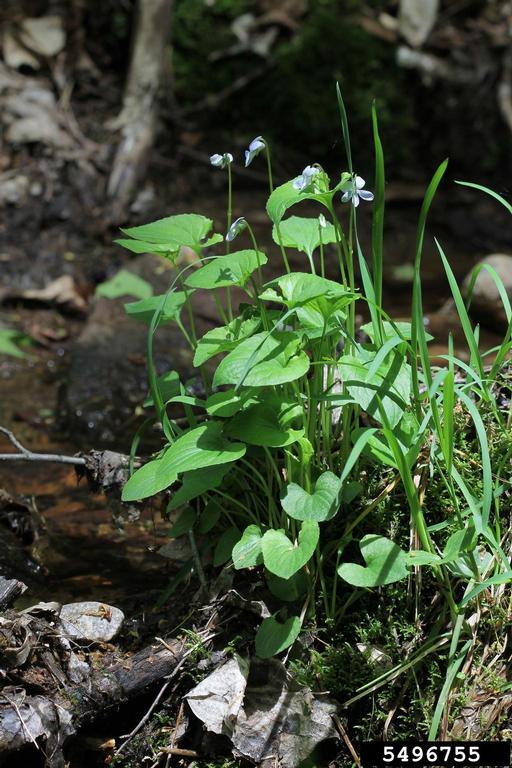 sand violet (Viola affinis Le Conte)