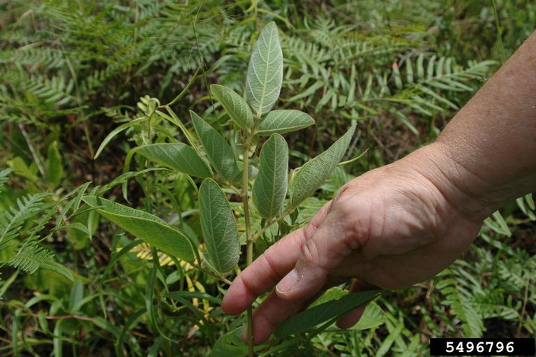 Florida beggarweed (Desmodium tortuosum)