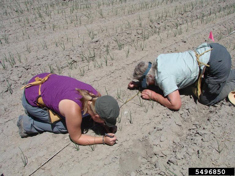 onion thrips (Thrips tabaci Lindeman, 1889)