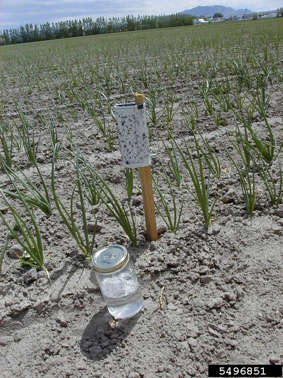 onion thrips (Thrips tabaci Lindeman, 1889)