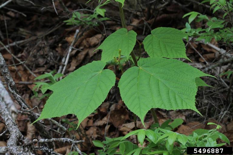striped maple, Acer pensylvanicum (Sapindales: Sapindaceae) - 5496887