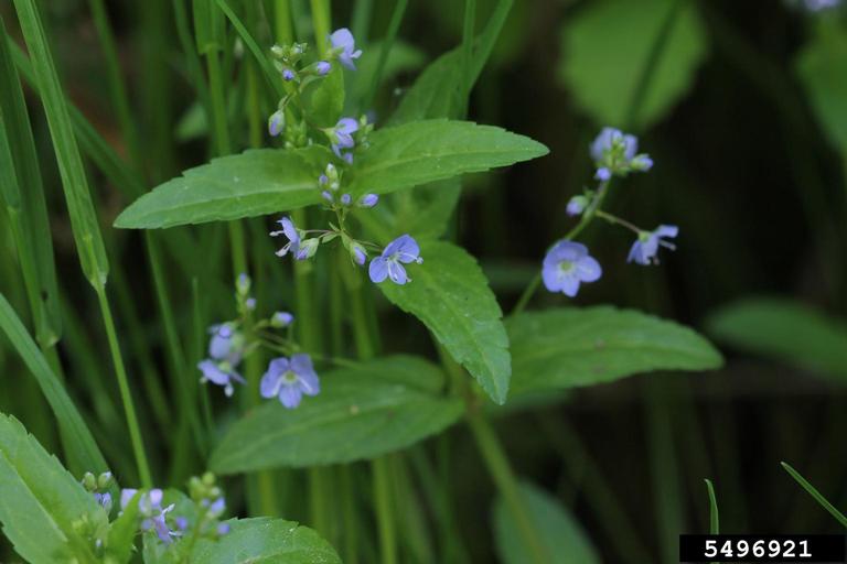 American speedwell (Veronica americana Schwein. ex Benth.)