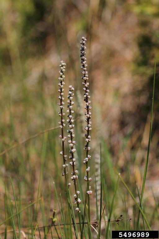seaside arrowgrass (Triglochin maritima)