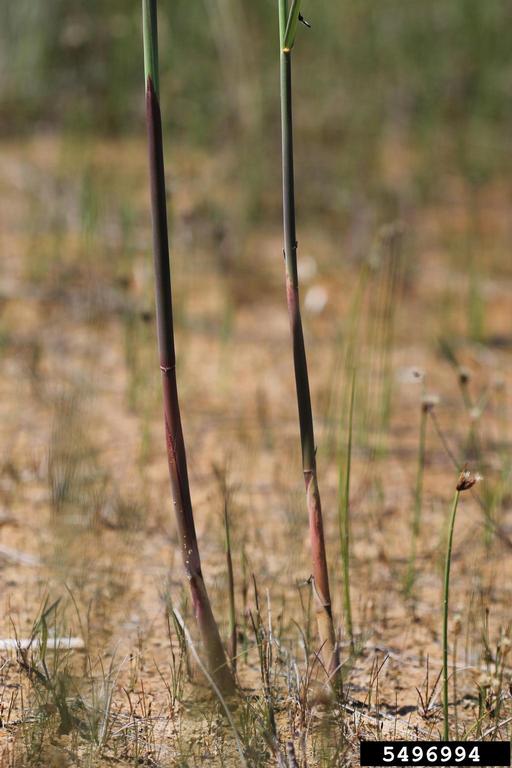common reed (Phragmites australis)